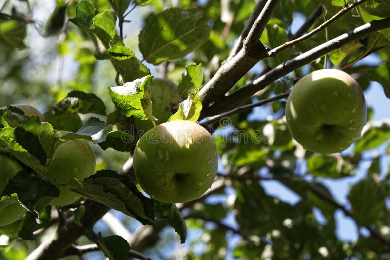 An Apple Tree is Bearing Fruit Stock Photo - Image of design, fruit ...