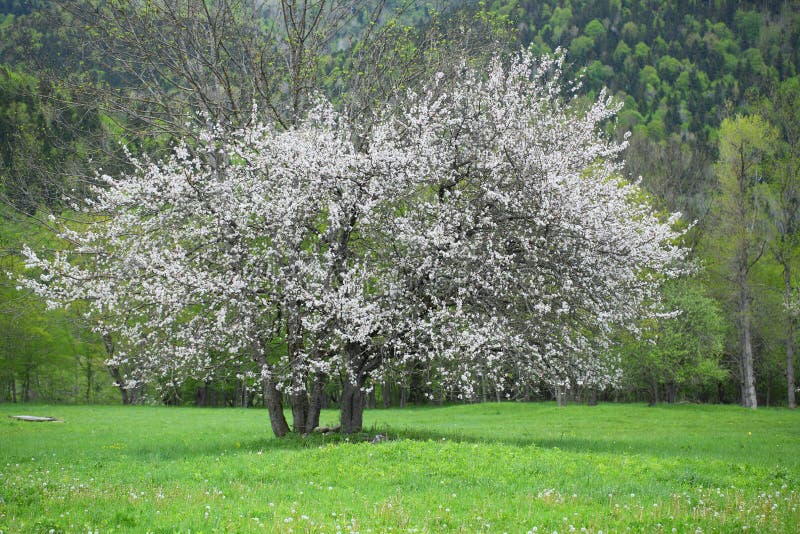 Apple tree stock photo. Image of colour, flower, leaf - 46927436