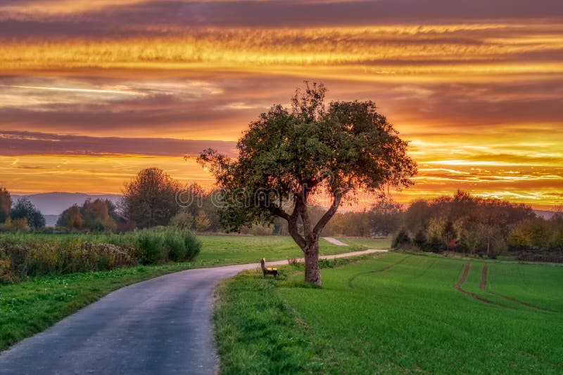 Apple Tree and Bench beside a Path at Sunset Stock Image - Image of ...