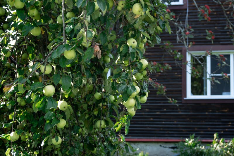 Apple Tree with a Big Quantity of Green Apples in Front of a Country ...