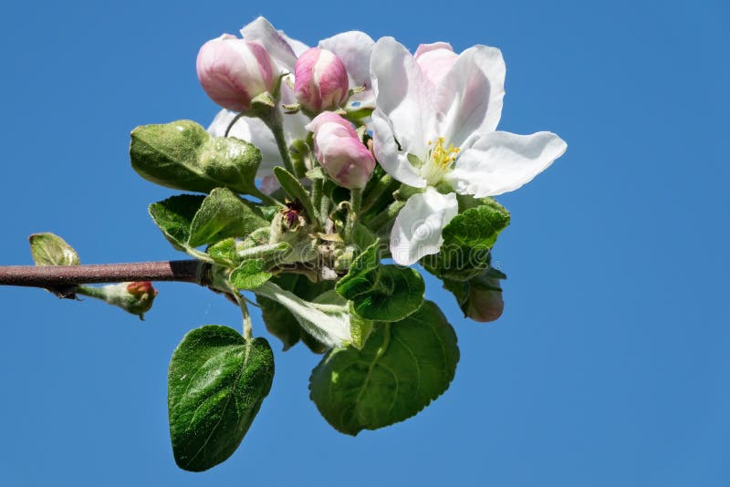 Apple Tree in Bloom stock photo. Image of bloom, head - 114864276