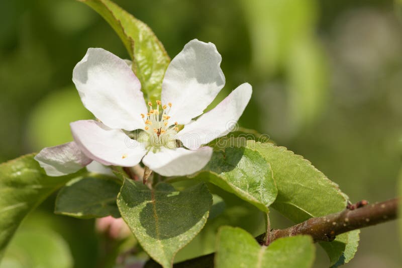 The Apple Tree in Bloom. Apple Blossom Flowers in a Spring Orchard ...