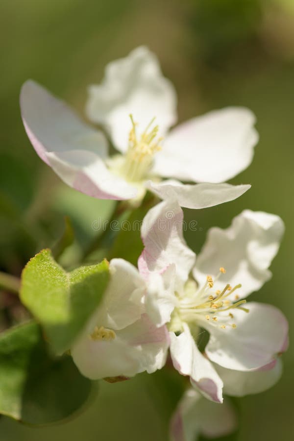 The Apple Tree in Bloom. Apple Blossom Flowers in a Spring Orchard ...