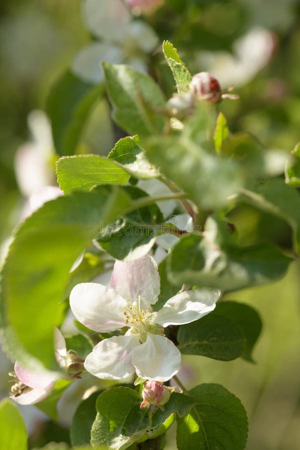The Apple Tree in Bloom. Apple Blossom Flowers in a Spring Orchard ...