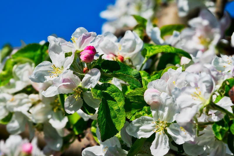Apple Tree in Bloom stock image. Image of close, head - 114864241