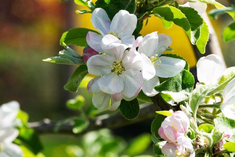 Apple Tree in Bloom stock photo. Image of tree, close - 114864244