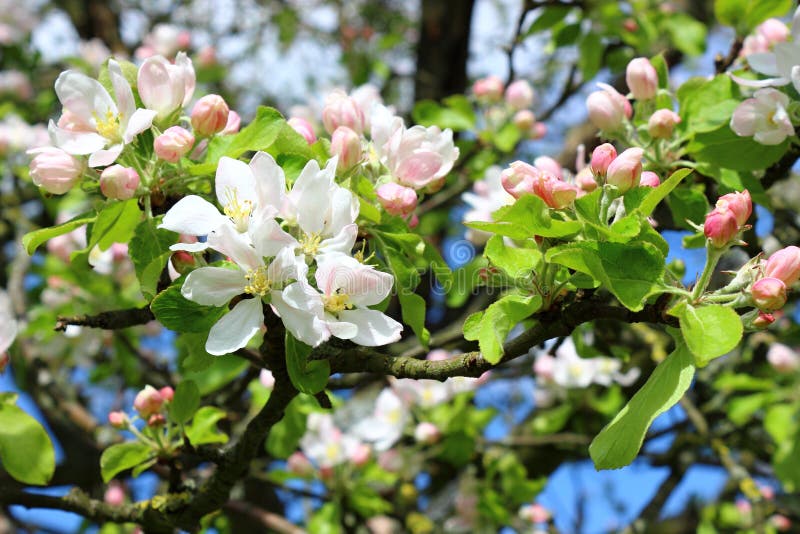 Apple tree in bloom stock photo. Image of sunny, seasonal - 47868166