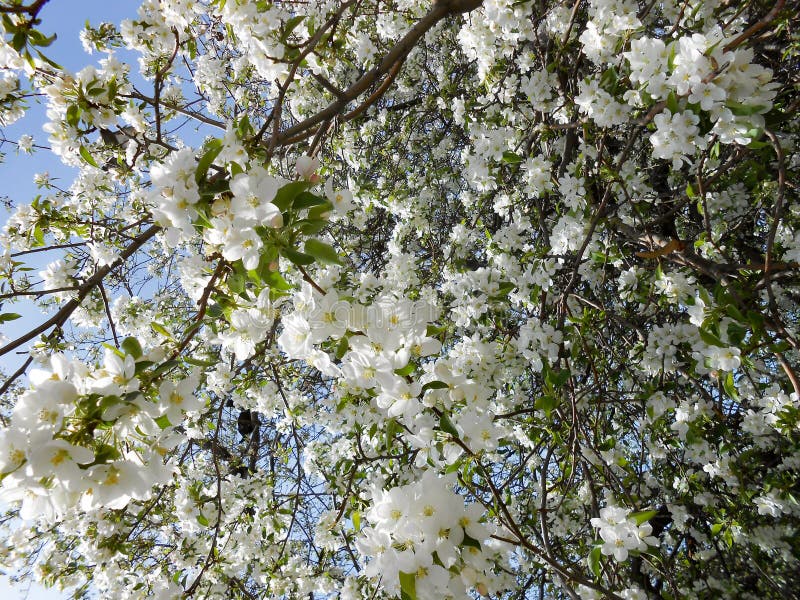 Apple Tree Bloom with Leaves Stock Photo - Image of bloom, background ...