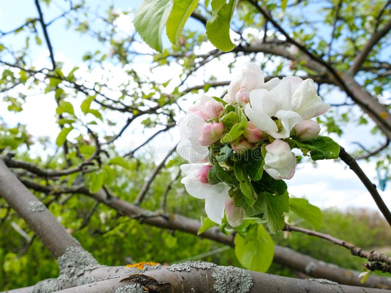 Apple tree in bloom stock photo. Image of green, agriculture - 183701092