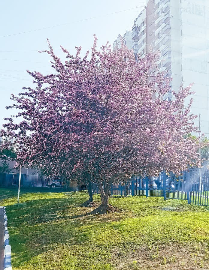 An Apple Tree in Bloom Stands among Urban Buildings, Bathed in Sunlight ...