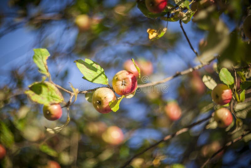 Apple tree stock image. Image of apples, russia, sunset - 102637101