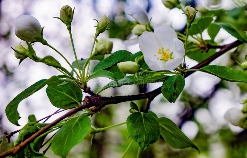 Apple Tree Bloomed in Early Spring , Beautiful Flowering Stock Photo ...
