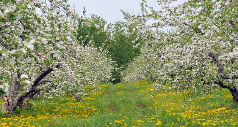 The Apple Tree Blooming is a Deciduous Tree Stock Image - Image of ...
