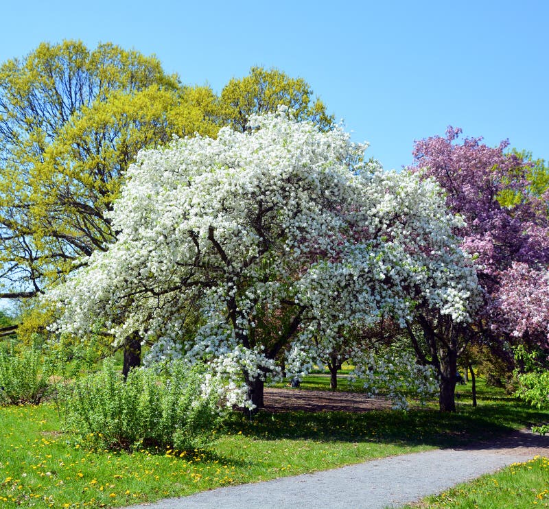 The Apple Tree Blooming is a Deciduous Tree Flower Stock Photo - Image ...
