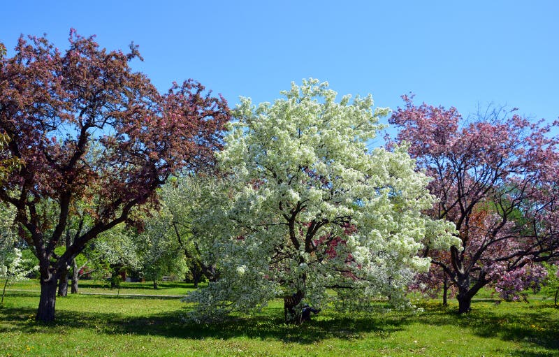 The Apple Tree Blooming is a Deciduous Tree Flower Stock Photo - Image ...