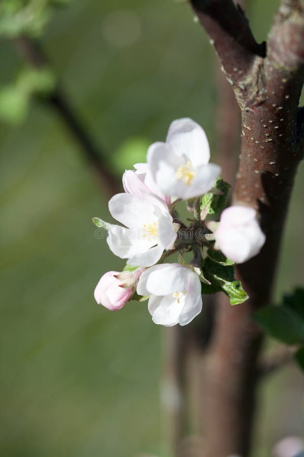Tree is Blooming. the Apple Tree is Blooming. Spring. Green Garden ...