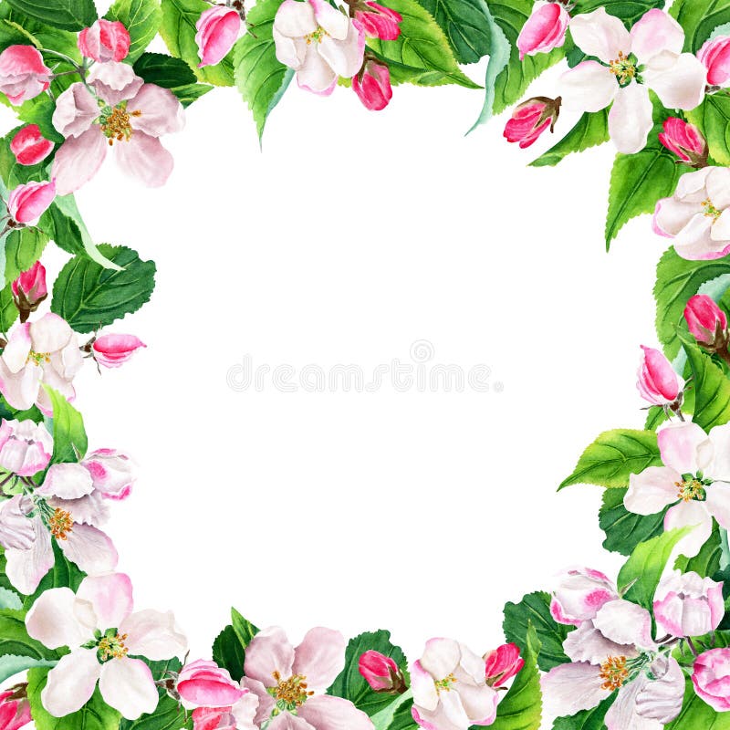 Apple Tree Blooming. Botanical Floral Frame. Watercolor Illustration ...