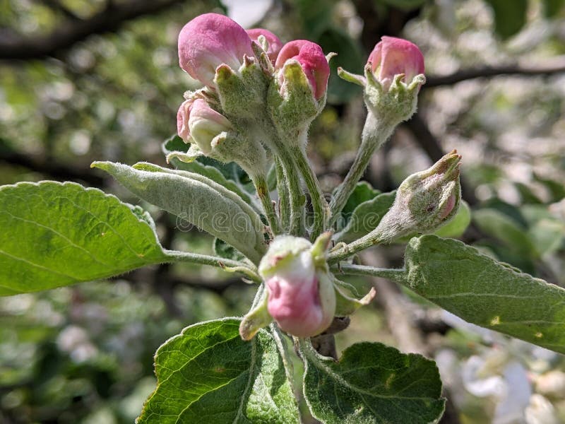 The Apple Tree is Blooming. Garden Crops. Spring. April Stock Photo ...