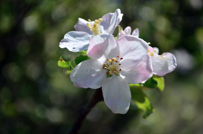 Apple tree blooming in May stock image. Image of flowers - 183370383
