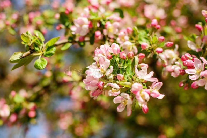Apple tree in bloom stock photo. Image of botanical - 110140698