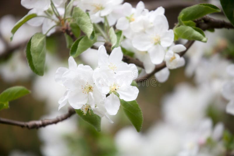 Tree is Blooming. the Apple Tree is Blooming. Spring. Green Garden ...