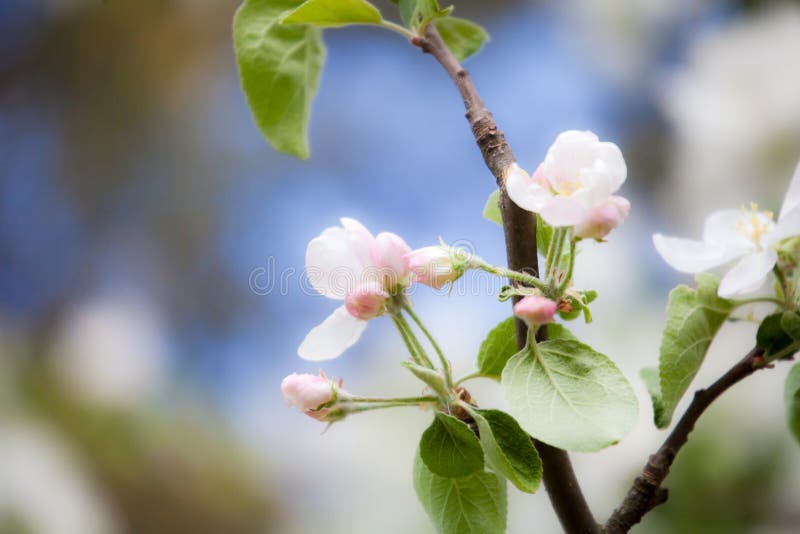 Tree is Blooming. the Apple Tree is Blooming. Spring. Green Garden ...