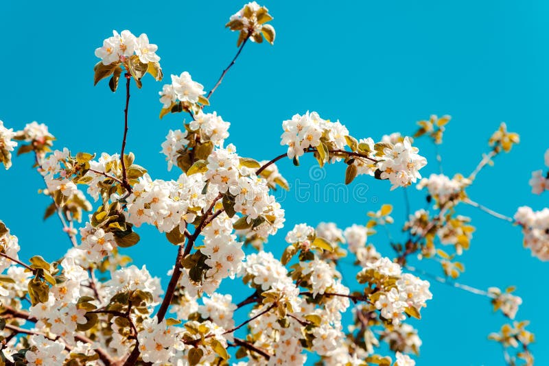 Apple tree stock photo. Image of fruit, honey, nature - 89560598