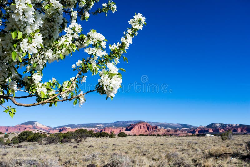 Apple Tree Blooming in Utah Desert Stock Image - Image of nature ...