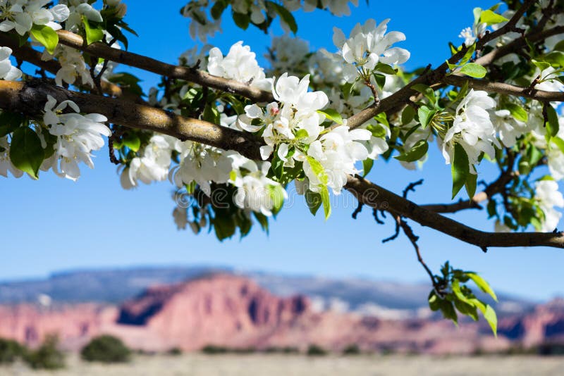 Apple Tree Blooming in Utah Desert Stock Image - Image of bright ...