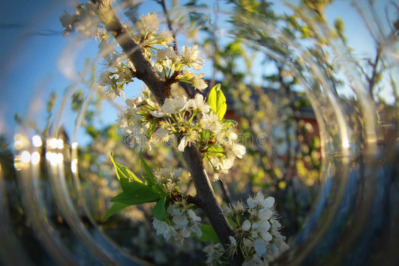 The Apple Tree Blooms Beautifully in Summer Stock Image - Image of tree ...