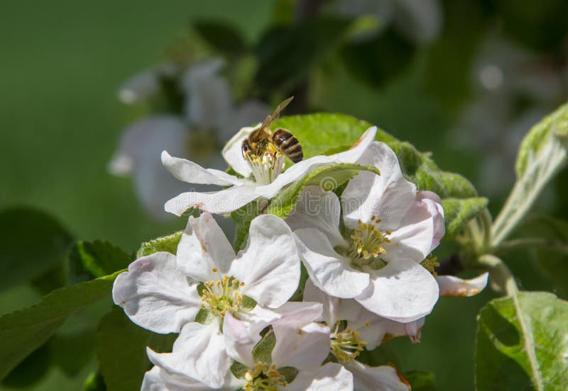 Apple Tree Blooms in the Garden. Bees Collect Nectar Stock Image ...