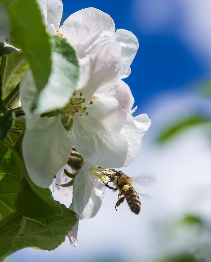Apple Tree Blooms in the Garden. Bees Collect Nectar Stock Photo ...