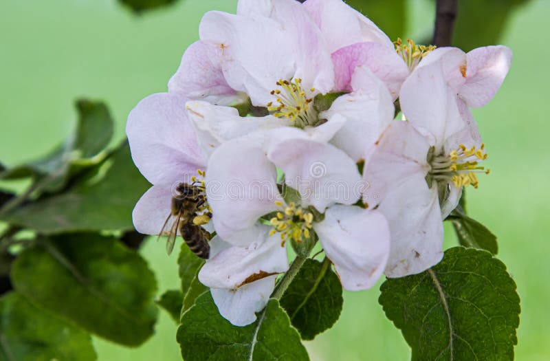 Apple Tree Blooms in the Garden. Bees Collect Nectar Stock Photo ...