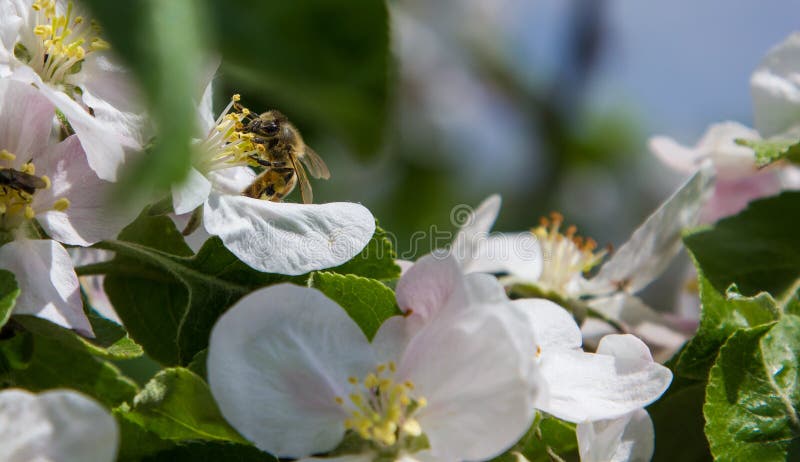 Apple Tree Blooms in the Garden. Bees Collect Nectar Stock Image ...