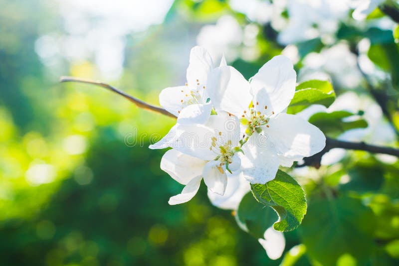 Apple Tree Blooms in Spring Stock Image - Image of flower, green: 137081249
