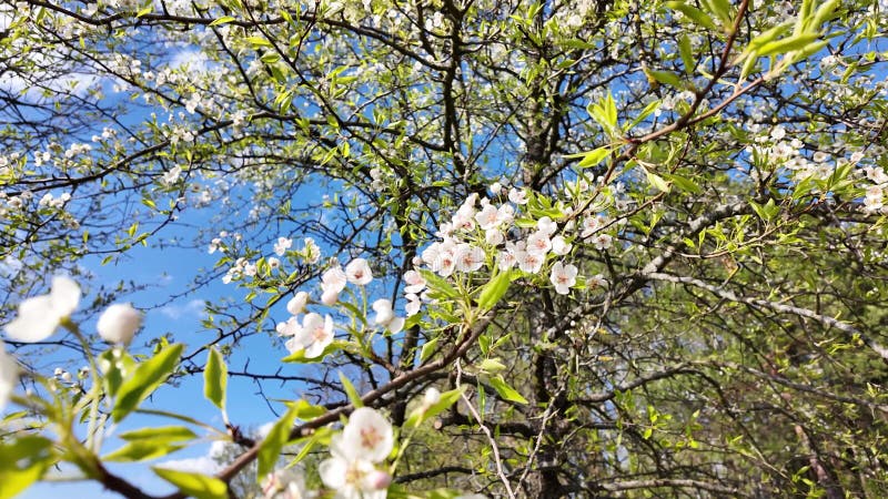 An Apple Tree Blooms in Spring and the Branches Sway in the Wind Stock ...