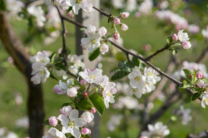 The Apple Tree Blooms. Spring Flowers Stock Image - Image of garden ...