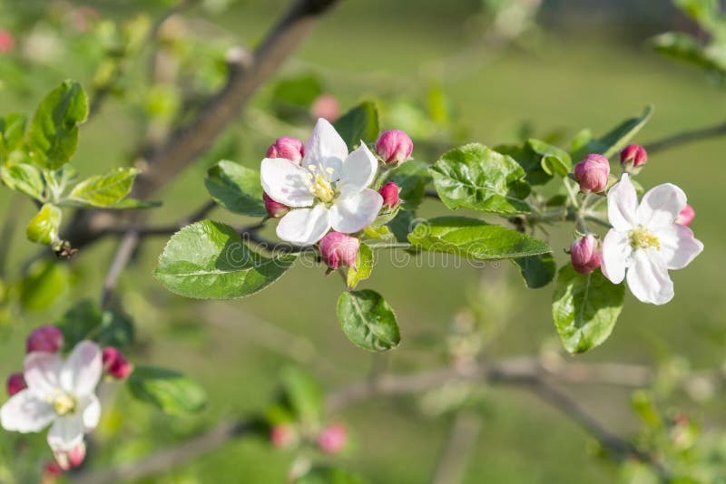 The Apple Tree Blooms. Spring Flowers Stock Image - Image of blossom ...