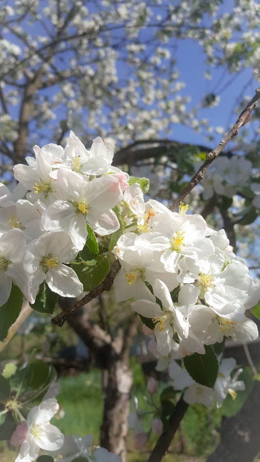 Apple Tree Blooms in Spring in the Garden, the Sky is Blue and ...