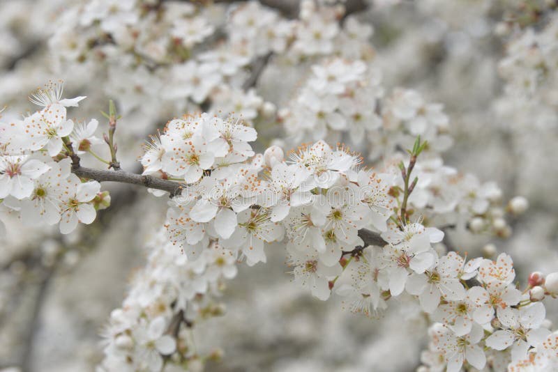 The First Spring Flowers in the Forest Stock Image - Image of blossom ...