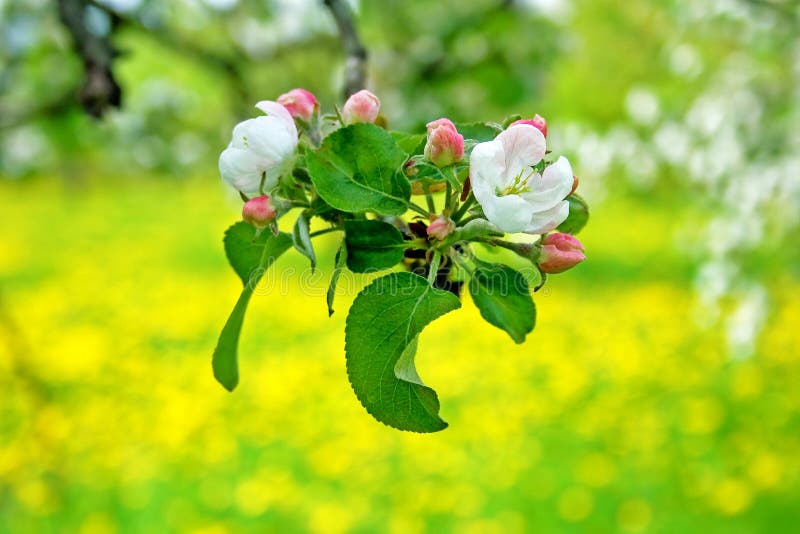 Apple tree blossom stock image. Image of stamen, petal - 5175261