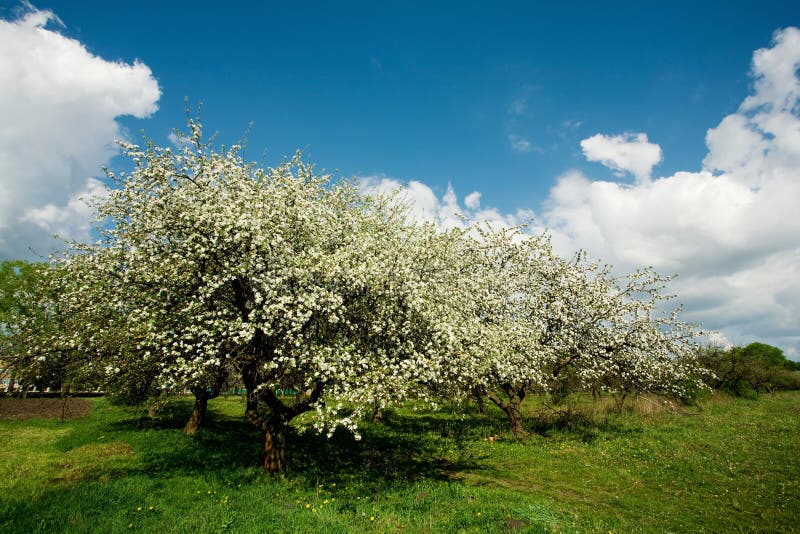 Bradford Pear Tree in Full Bloom Stock Photo - Image of field, rural ...