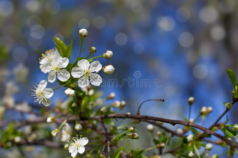 Australian Spring Flowers Leptospernum Tea Tree Stock Image - Image of ...