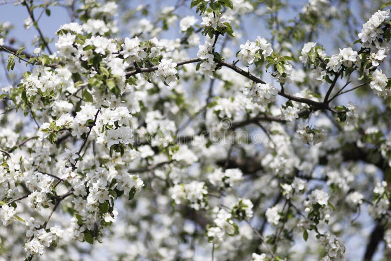 Apple Tree Blossom. Apple Orchard in Spring Time. Sunny Spring Day in ...