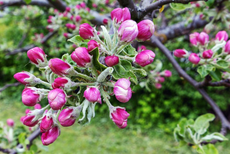 Apple Tree with Apple Blossom Buds in Spring Stock Image - Image of ...