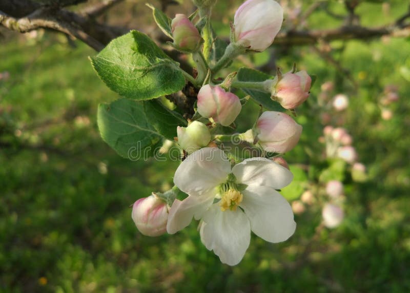 122 Apple Calyx Stock Photos - Free & Royalty-Free Stock Photos from ...