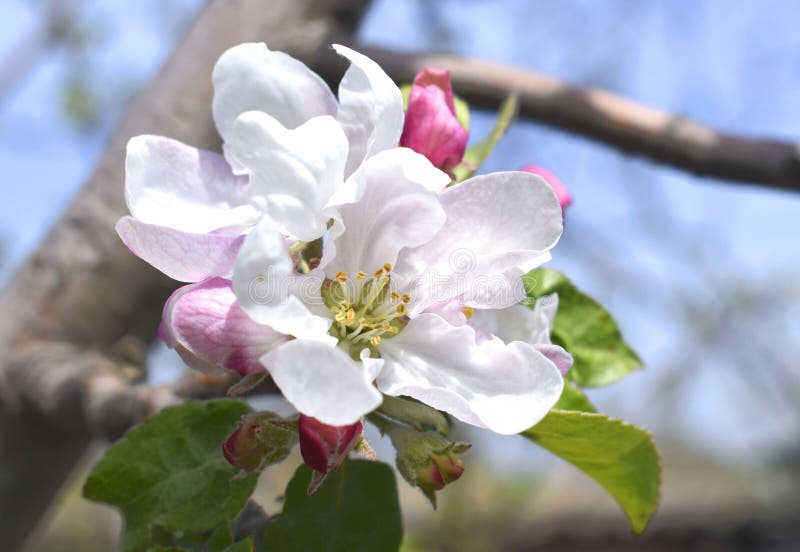 Apple Tree Blossom. Flowering Orchard. Spring Time Stock Image - Image ...