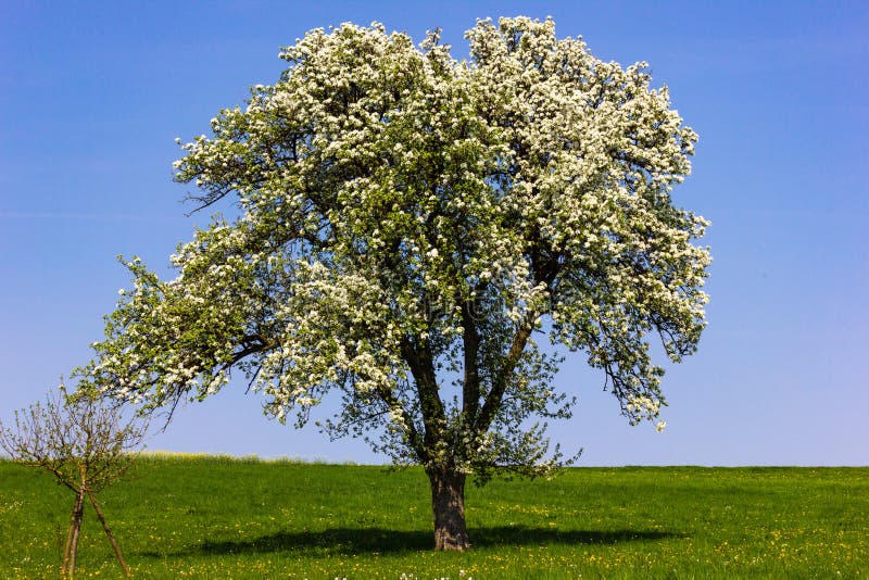 Apple Tree with Blossom on the Horizon Stock Photo - Image of spring ...