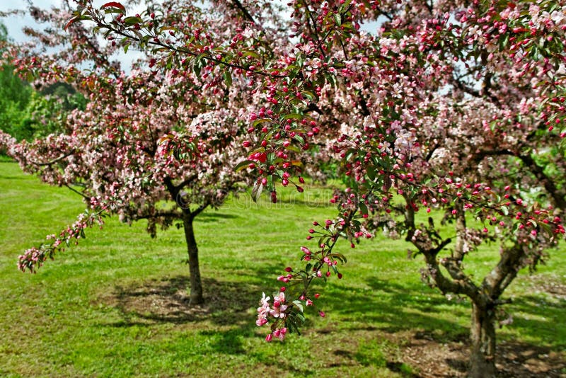 Apple tree blossom. stock image. Image of blossom, branch - 33739415