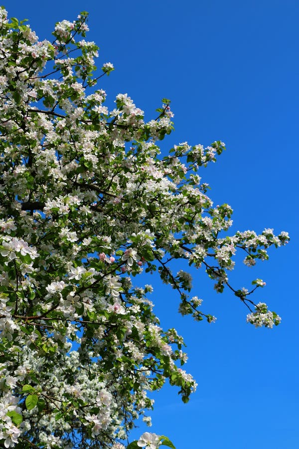 Apple tree blossom stock photo. Image of life, bright - 89824936